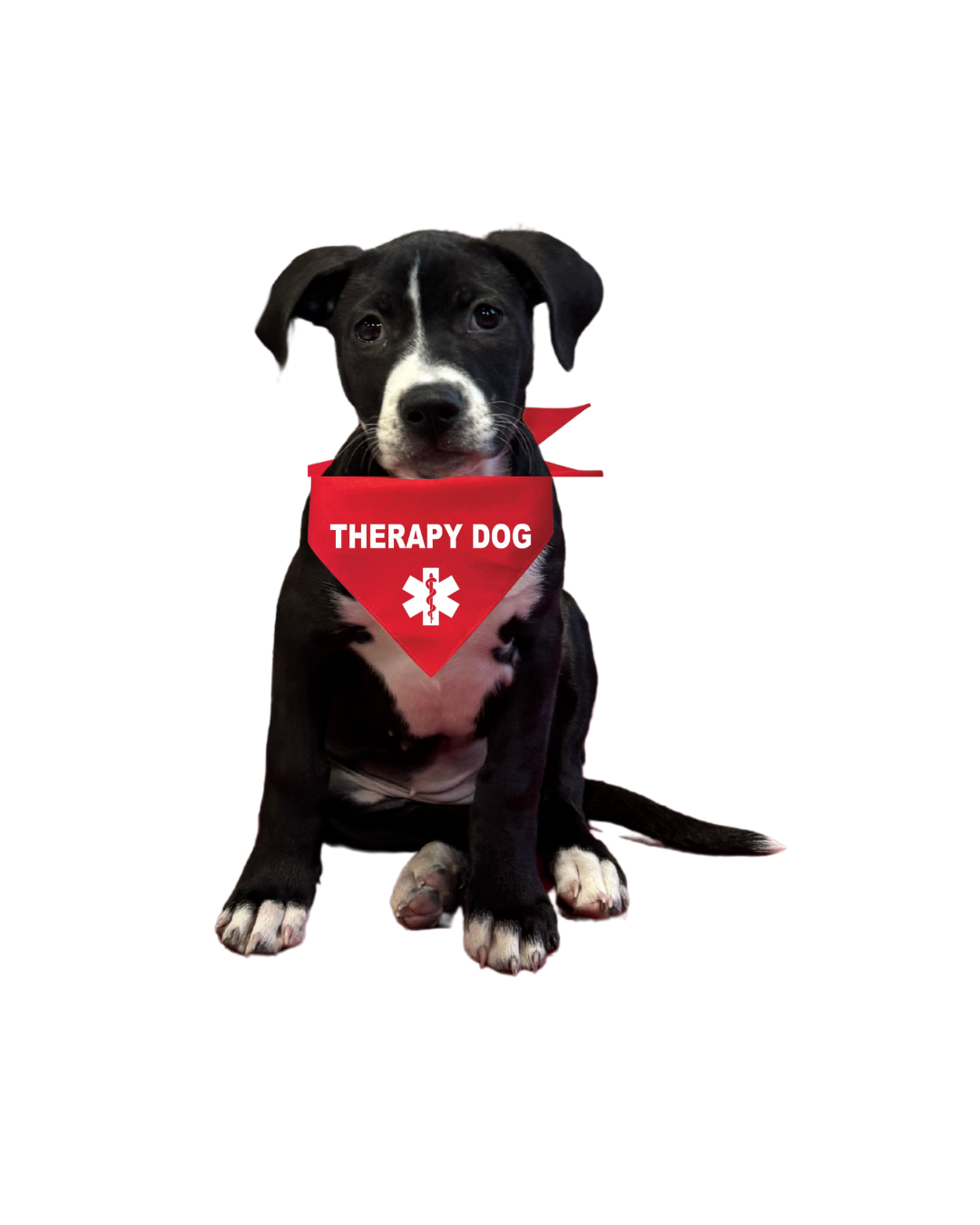 Therapy Dogs – HEALING PAWS RESCUE